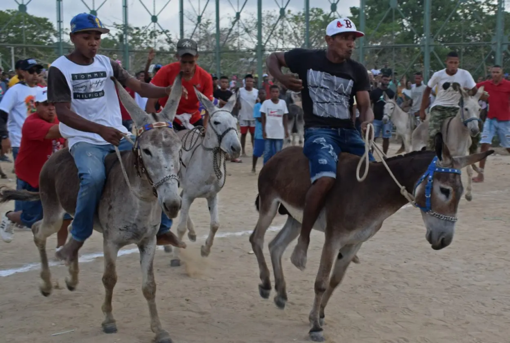 burro-en-Colombia