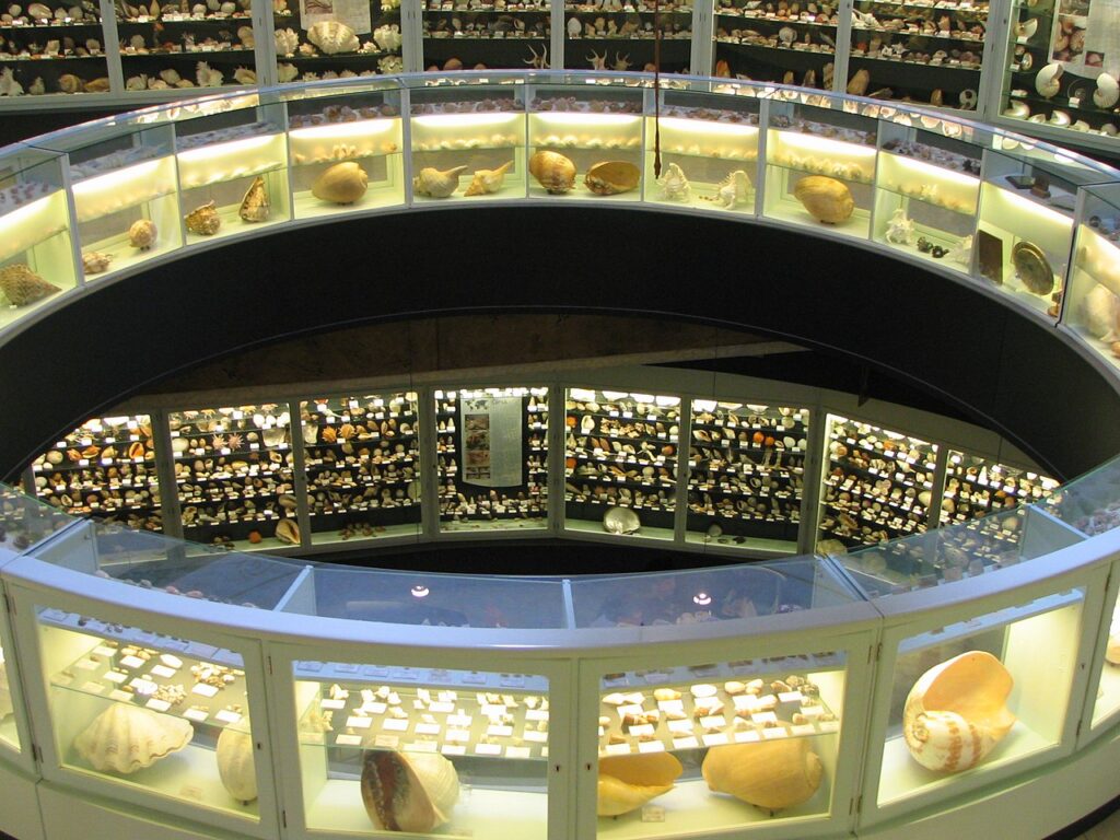 Shell_collection_museum_of_the_sea